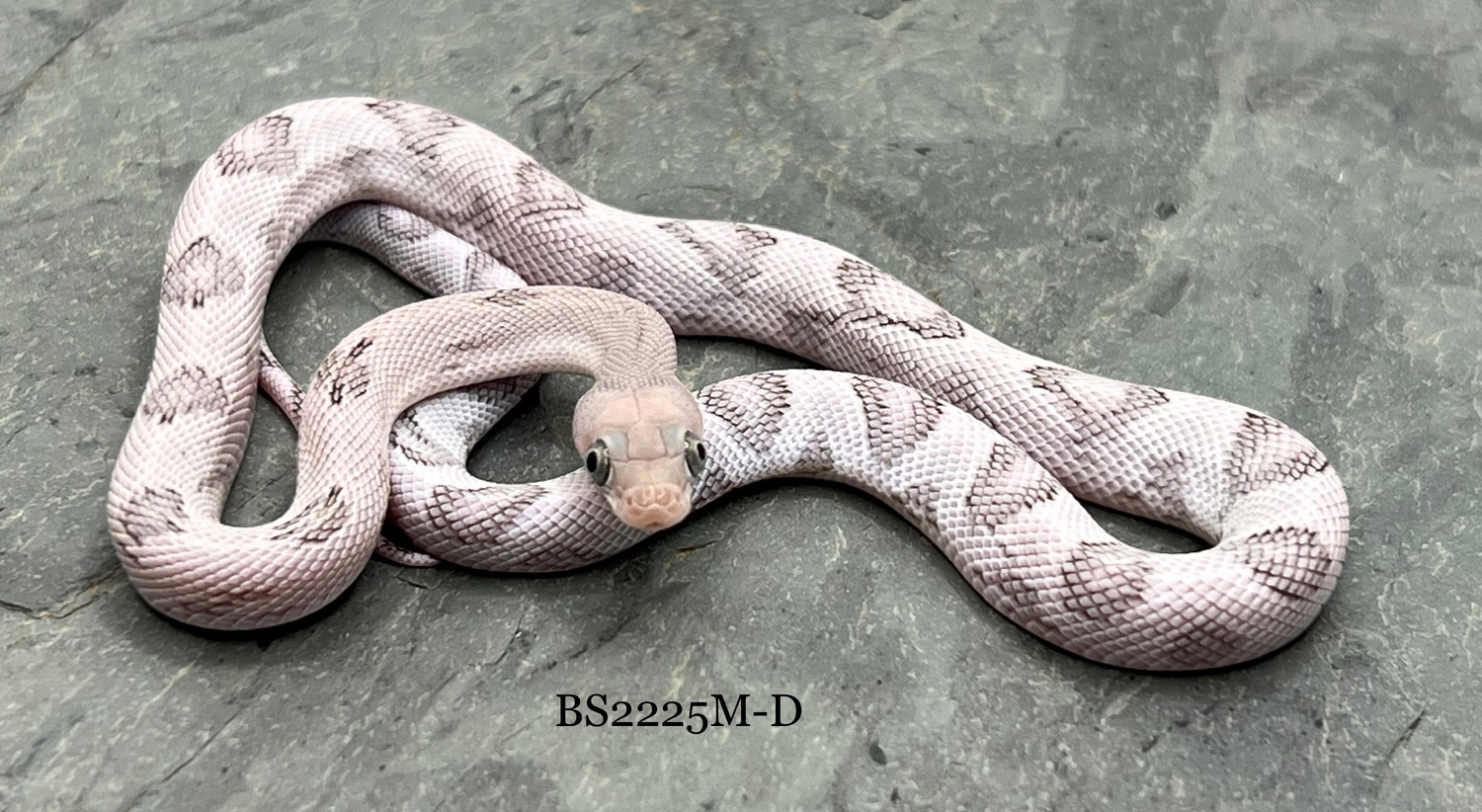 Axanthic Blonde Trans-Pecos Rat Snake by The Captive Bred Studio Inc ...