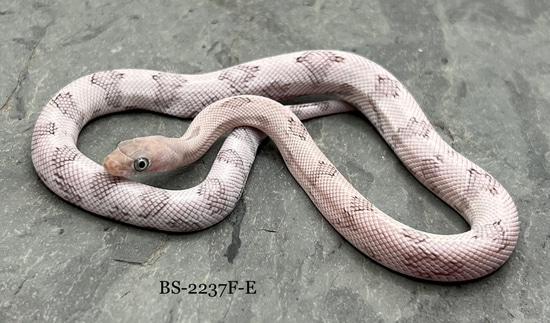 Axanthic Blonde Trans-Pecos Rat Snake by The Captive Bred Studio Inc.