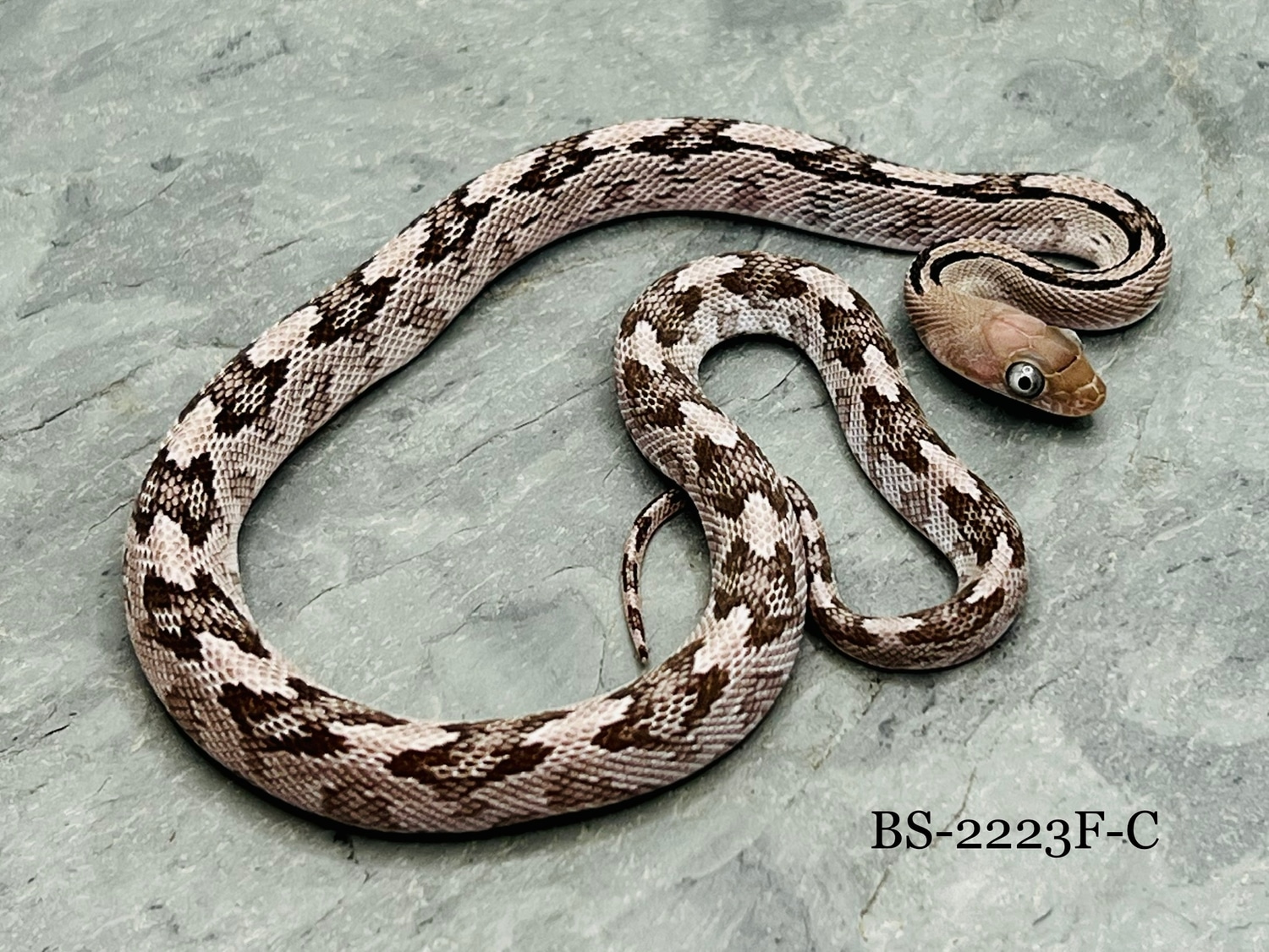 Axanthic Trans-Pecos Rat Snake by The Captive Bred Studio Inc ...