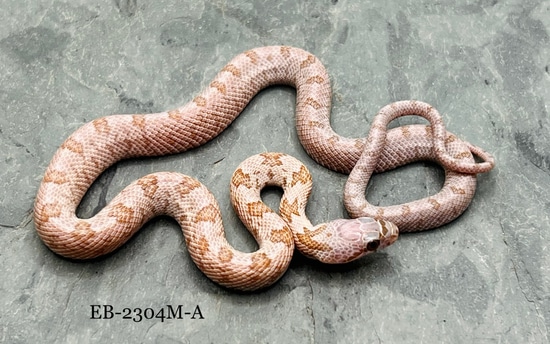 Hypo Baird's Rat Snake by The Captive Bred Studio Inc.