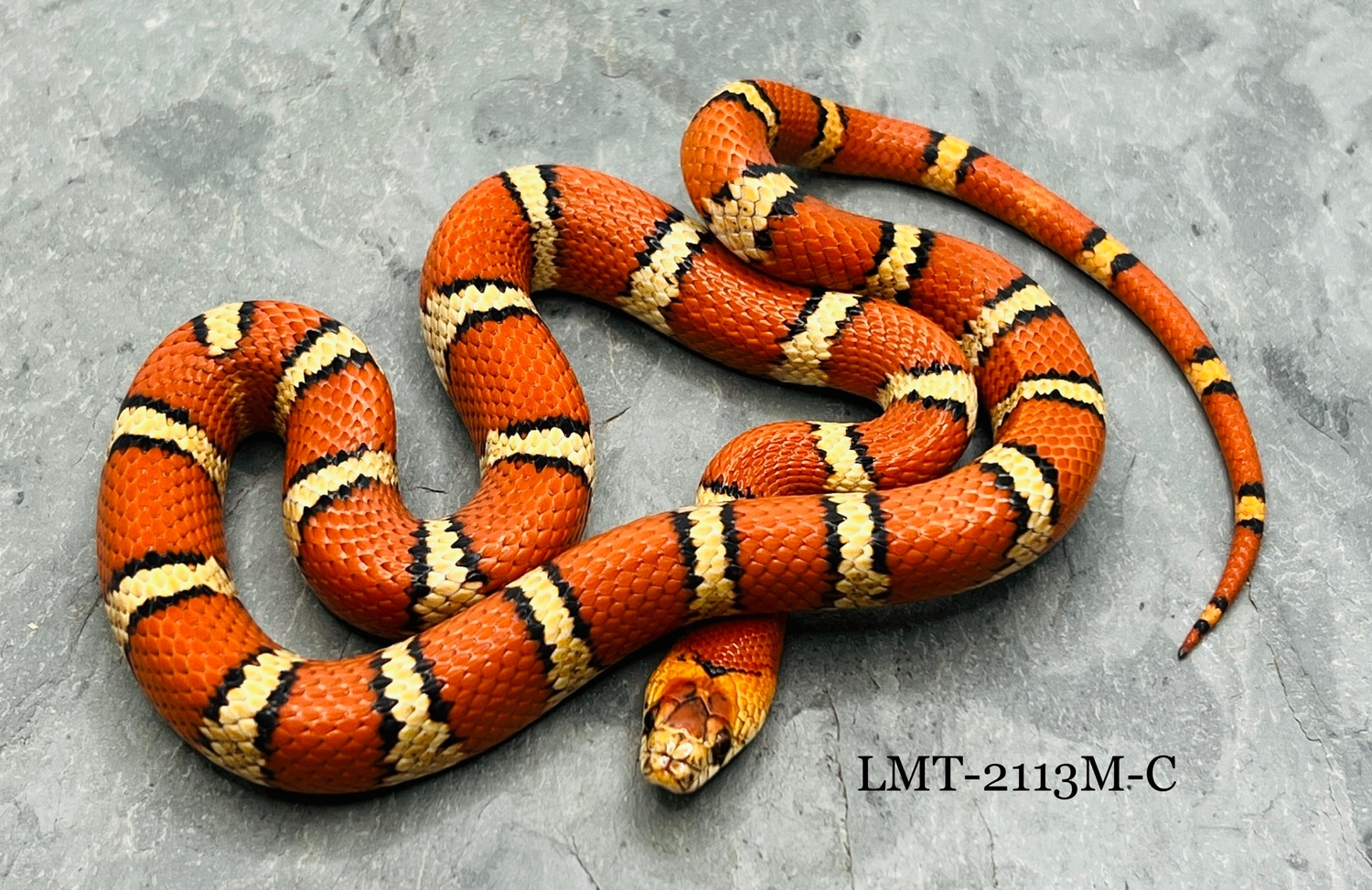 Variable Kingsnake Nuevo Leon Kingsnake by The Captive Bred Studio Inc ...
