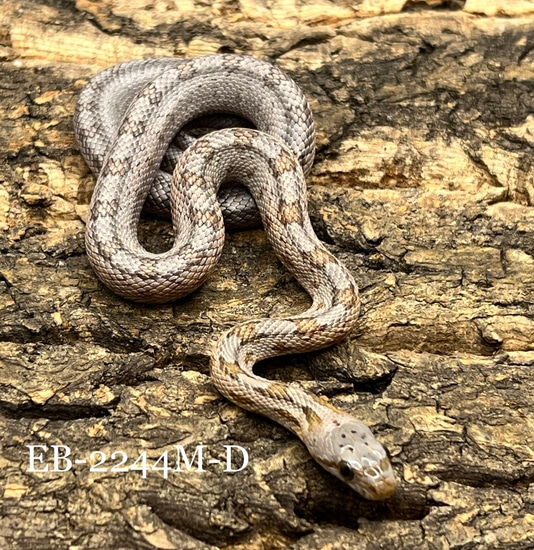 Baird’s Baird's Rat Snake by The Captive Bred Studio Inc.