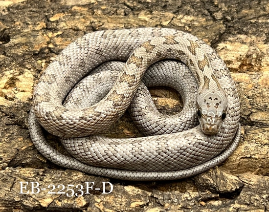 Baird’s Baird's Rat Snake by The Captive Bred Studio Inc.