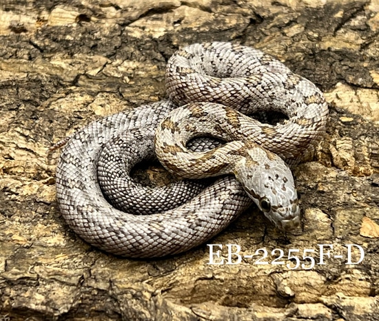 Baird’s Baird's Rat Snake by The Captive Bred Studio Inc.