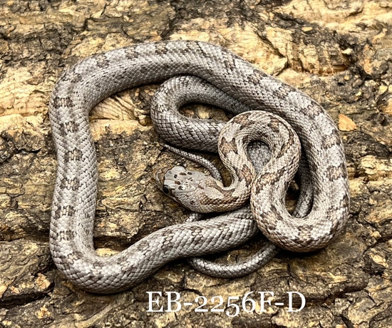 Baird’s Baird's Rat Snake by The Captive Bred Studio Inc.