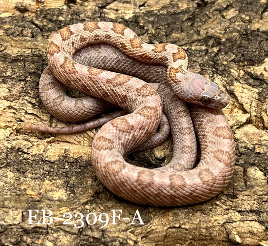 Hypo Baird’s Baird's Rat Snake by The Captive Bred Studio Inc.