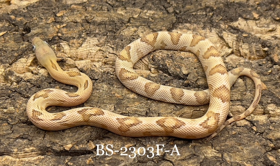 Blonde Trans-Pecos Rat Snake by The Captive Bred Studio Inc.