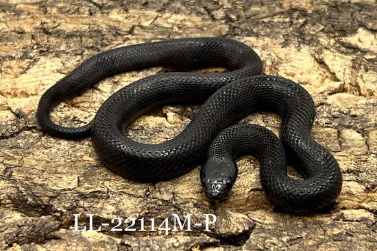 Melanistic Nuevo Leon Kingsnake by The Captive Bred Studio Inc.