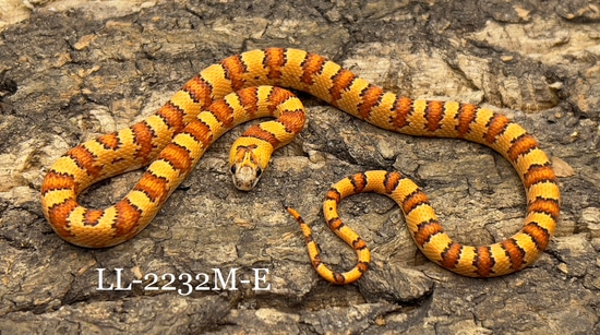 Variable Kingsnake Nuevo Leon Kingsnake by The Captive Bred Studio Inc.