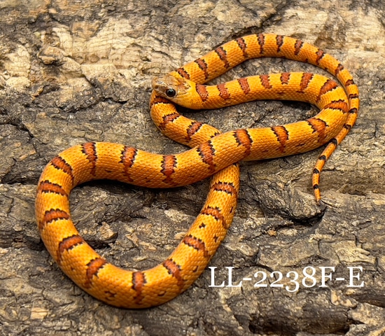 Variable Kingsnake Nuevo Leon Kingsnake by The Captive Bred Studio Inc.
