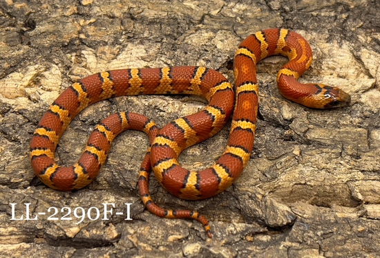 Variable Kingsnake Nuevo Leon Kingsnake by The Captive Bred Studio Inc.