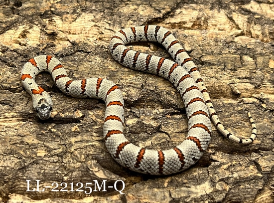 Variable Kingsnake Nuevo Leon Kingsnake by The Captive Bred Studio Inc.