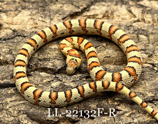 Variable Kingsnake Nuevo Leon Kingsnake by The Captive Bred Studio Inc.