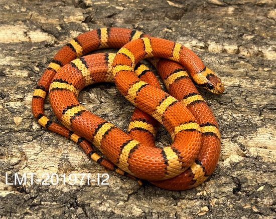 Variable Kingsnake Nuevo Leon Kingsnake by The Captive Bred Studio Inc.