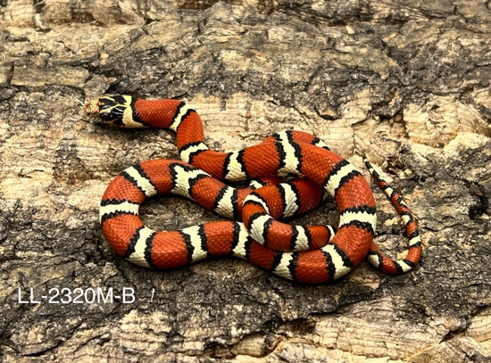 Variable Kingsnake Nuevo Leon Kingsnake by The Captive Bred Studio Inc.