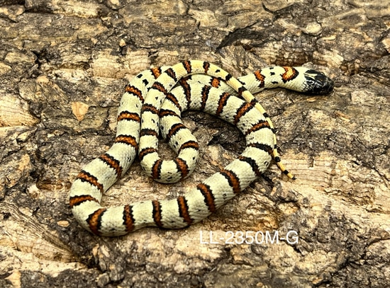 Variable Kingsnake Nuevo Leon Kingsnake by The Captive Bred Studio Inc.