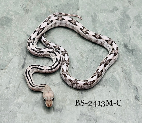 Axanthic Het. Blonde Trans-Pecos Rat Snake by The Captive Bred Studio Inc.