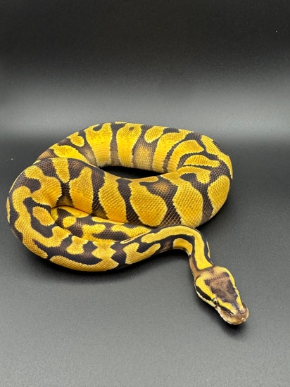 (Poss Super) Leopard, Enchi, Yellow Belly, Orange Dream, Pastel Ball ...