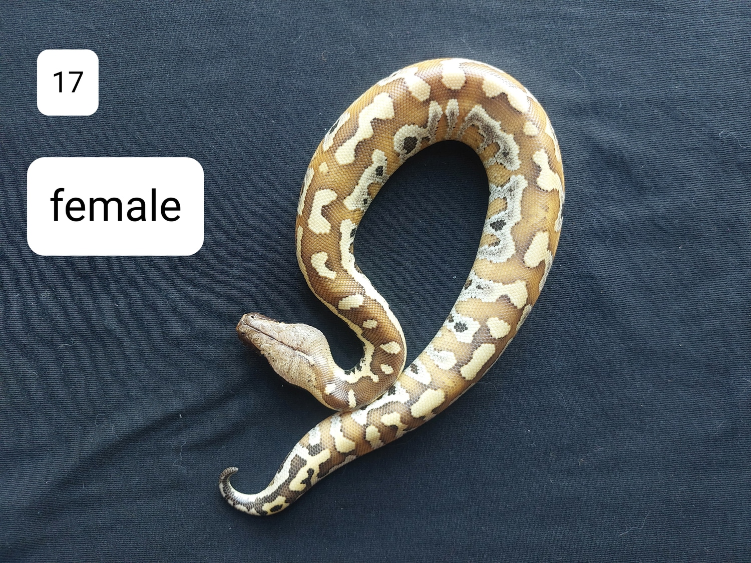 100% Het T- Albino Blood Python by Tony'snakes - MorphMarket