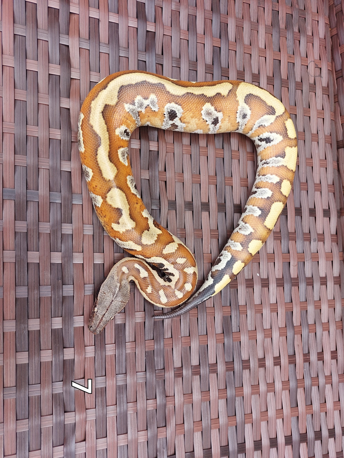 100% Het T- Albino Blood Python by Tony'snakes - MorphMarket