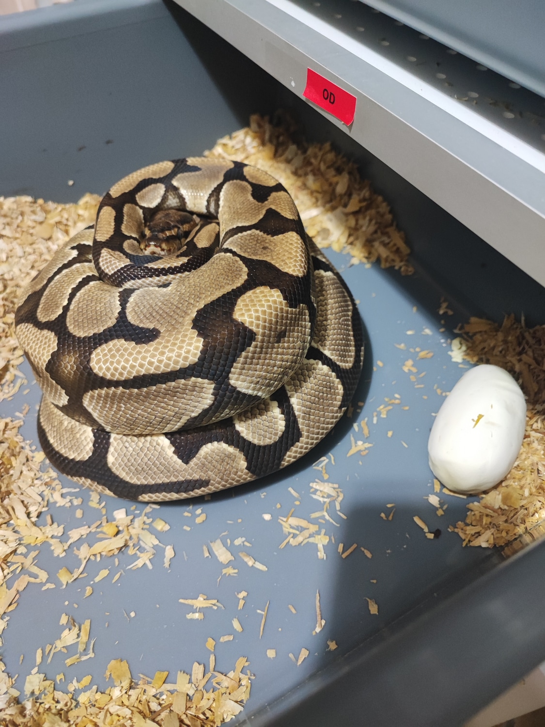 Orange Dream Ball Python by AP-Ball Python - MorphMarket