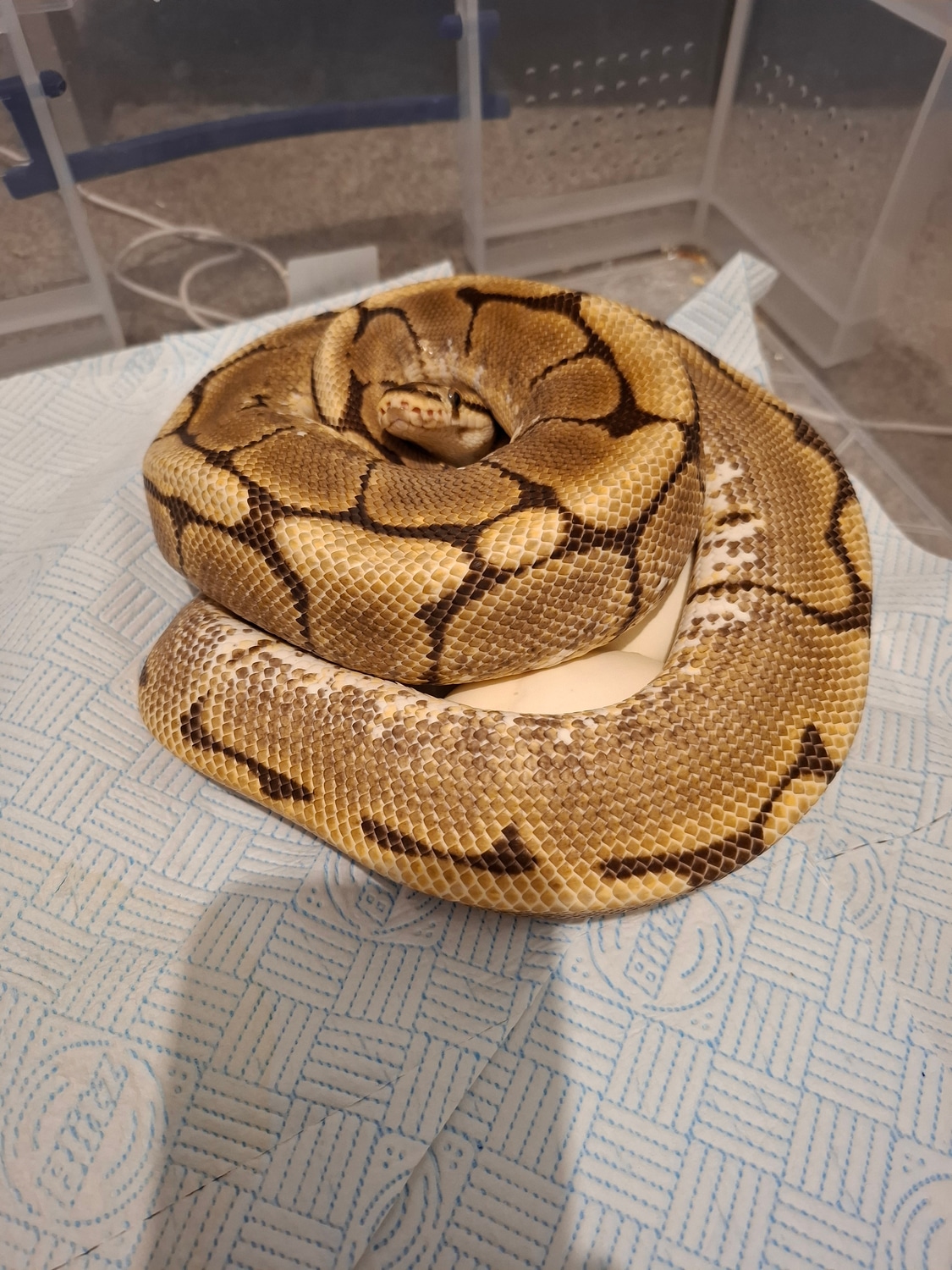 Ball Python Clutch: 1 by Onl¥ Morph§ - MorphMarket