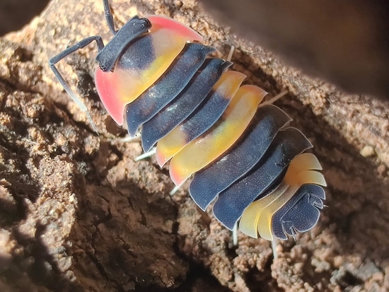 Merulanella Tricolor 10pcs Isopod by AntsInvasion