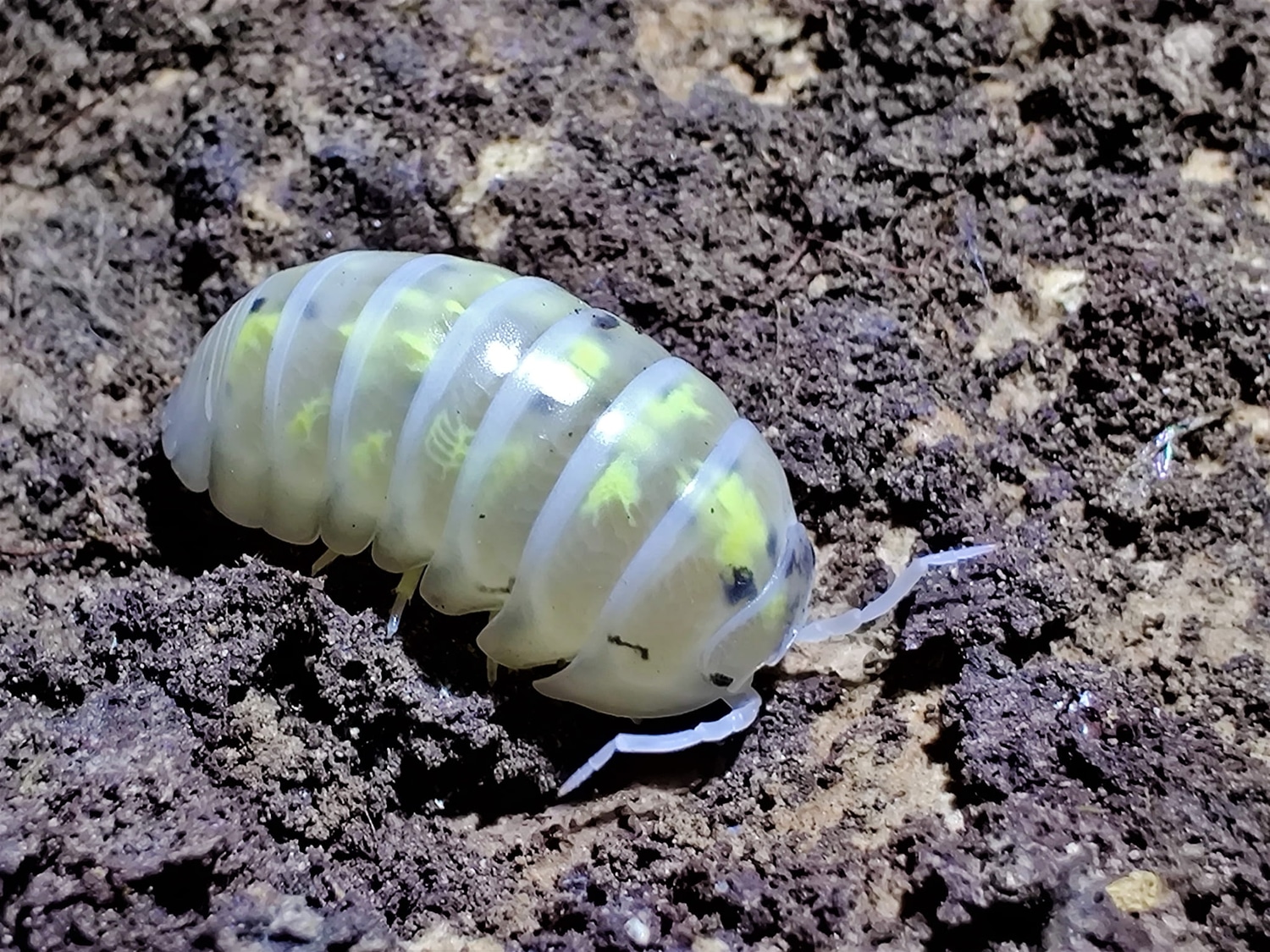 Armadillidium Depressum Magic Potion 10pcs Isopod by AntsInvasion ...