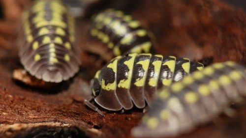 Armadillidium Gestroi 10pcs Isopod by AntsInvasion - MorphMarket