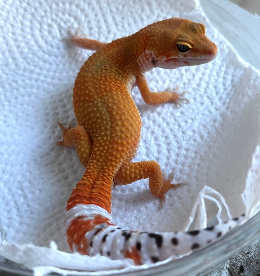 Tornado X Purplehead Cross Het Tremper Paradox Leopard Gecko by Ants ...