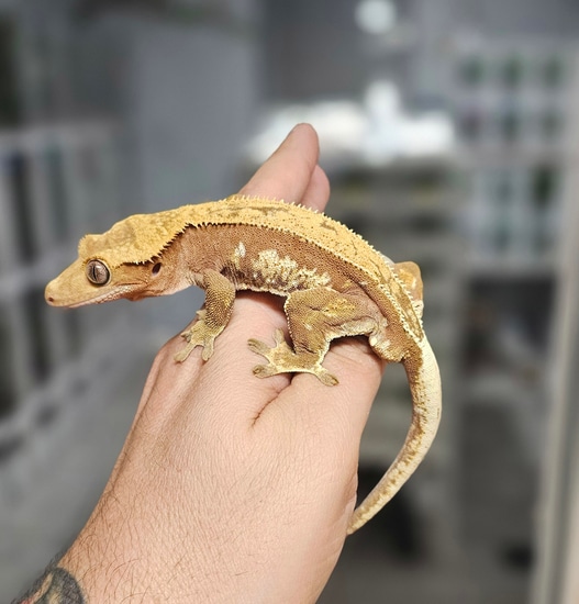 Tri Color Red Base Male Crested Gecko by Backwoods Geckos