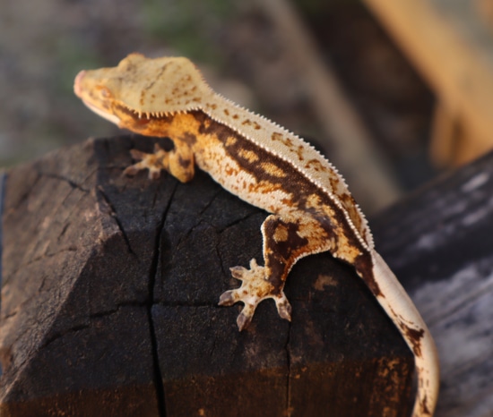 Dark Base Tri Color Male Crested Gecko by Backwoods Geckos