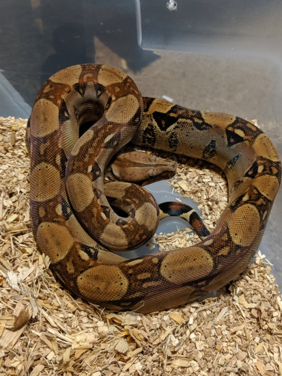 Summit Pastel 50%ph Sharp Albino Boa Constrictor by Ashley Word
