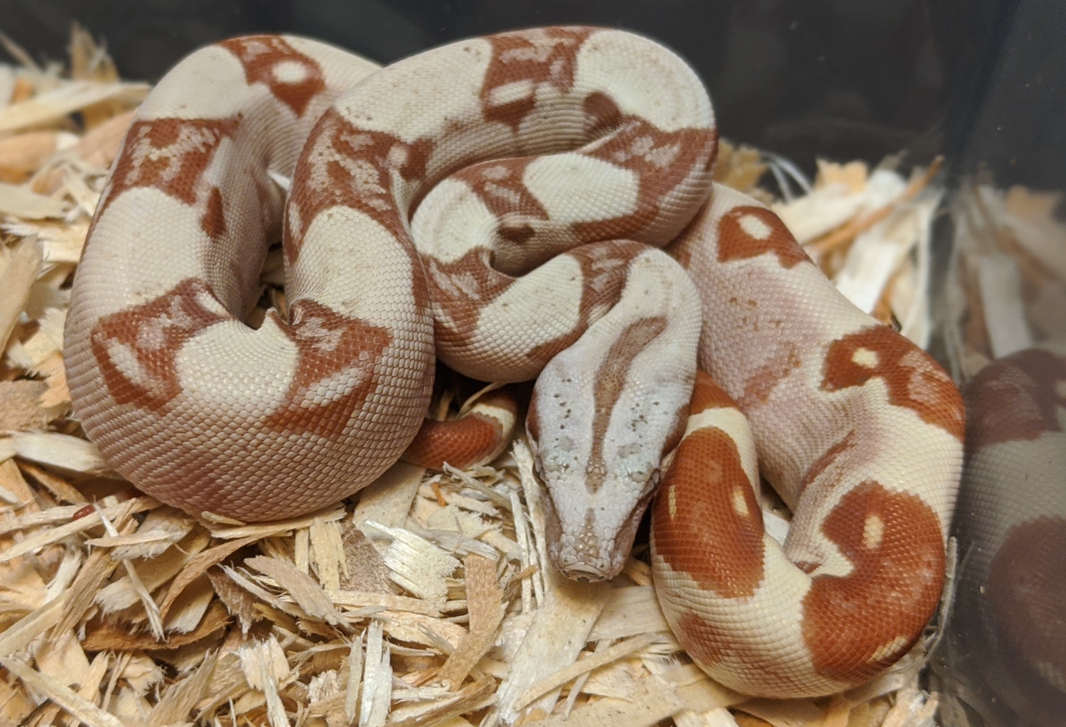 Harlequin VPI Sunglow 50%ph Anery Boa Constrictor by Ashley Word ...