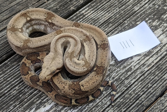 Fire Boa Constrictor by Ashley Word