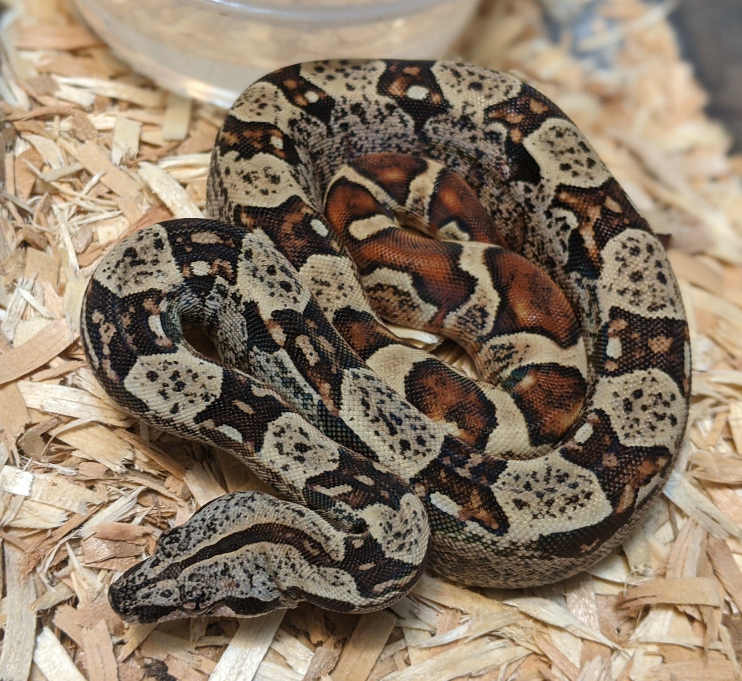 Sale $900 Harlequin Hypo IMG 66%ph VPI 50%ph Anery Boa Constrictor by ...