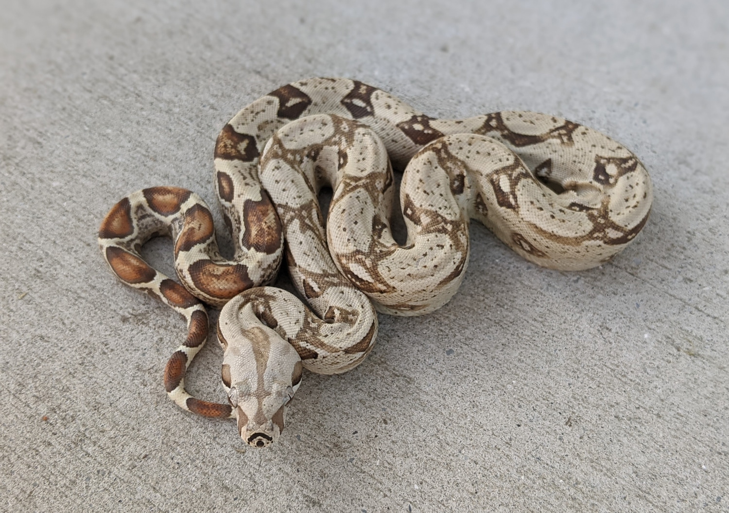 Paradigm Het Anery Boa Constrictor by Ashley Word - MorphMarket