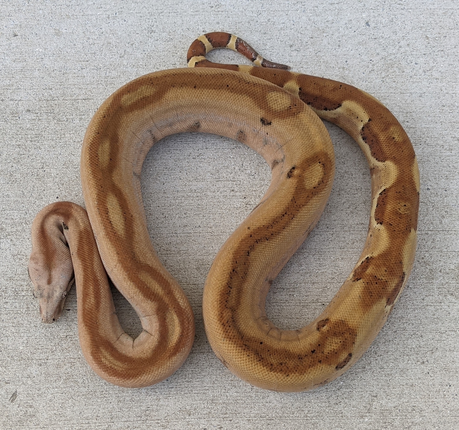 Hypo Jungle 66% Het VPI Blood Boa Constrictor by Ashley Word - MorphMarket