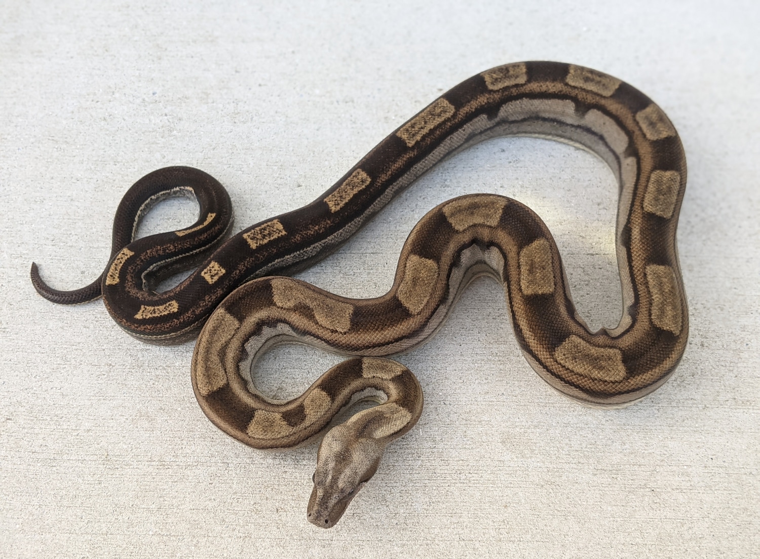 RLT Motley 50% Ph VPI Snow Boa Constrictor by Ashley Word - MorphMarket