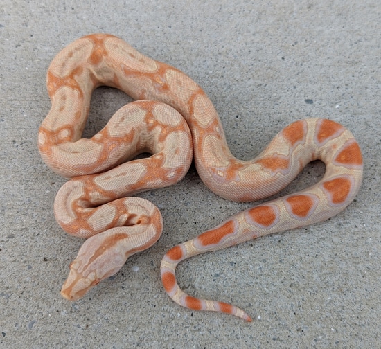 IMG Marron Sharp Albino Boa Constrictor by Ashley Word