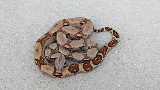 Marron Jungle Het Sharp Boa Constrictor by Ashley Word