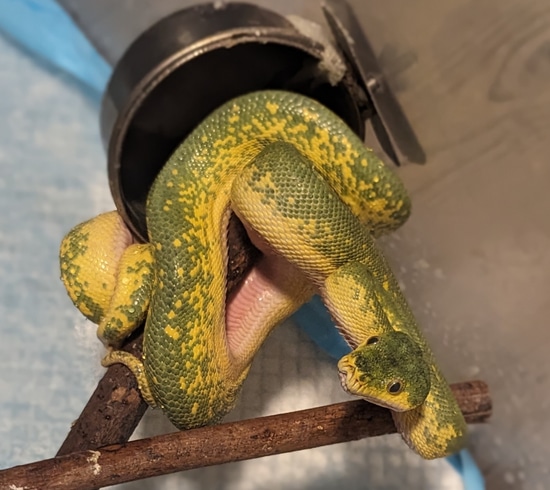 JL High Yellow Green Tree Python by Ashley Word