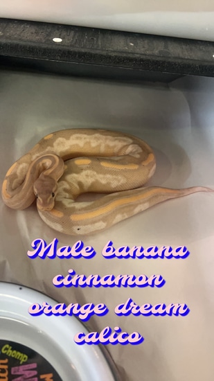 Banana Cinnamon Orange Dream Calico Ball Python by Ruggrat Reptiles