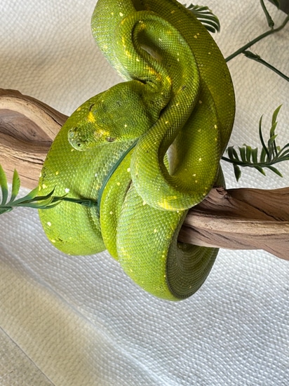 Biak Green Tree Python by A&S Exotics