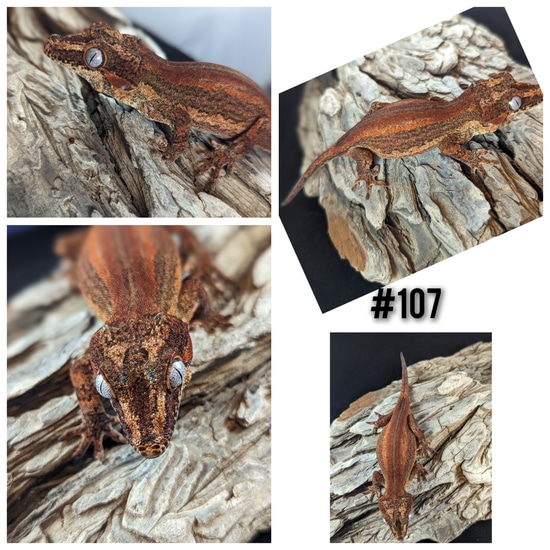 Red Stripe Gargoyle Female Gargoyle Gecko by AO Geckos