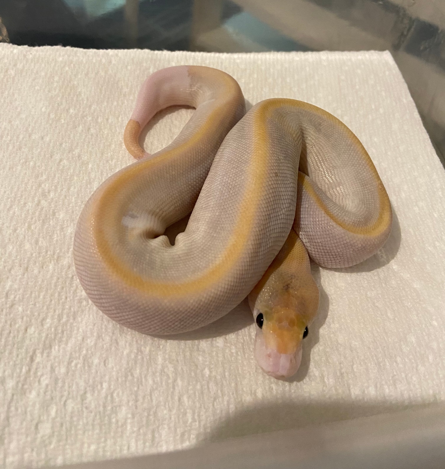 Butter Mimosa Ball Python by 512 Reptiles - MorphMarket