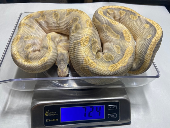 Enchi Mimosa Ball Python by 512 Reptiles