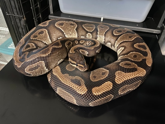 Arroyo Ball Python by 512 Reptiles
