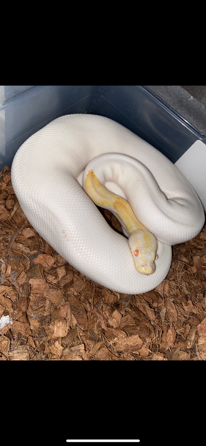 Albino Pied Ball Python by 512 Reptiles - MorphMarket