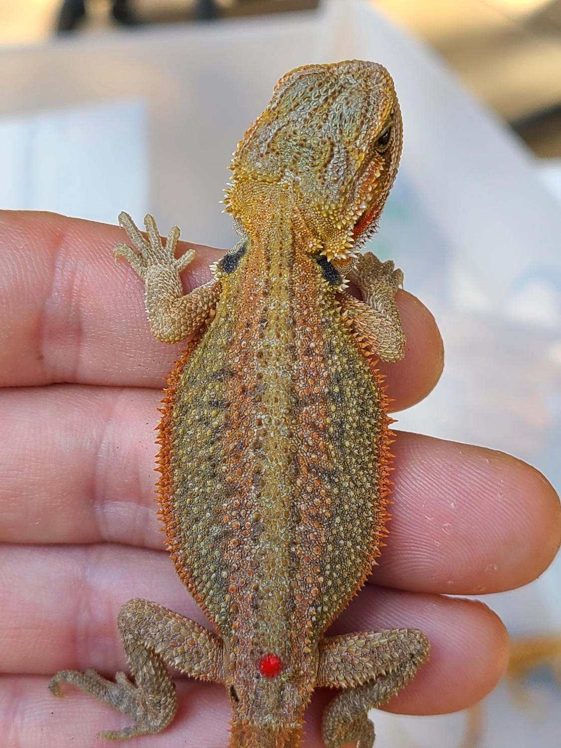 Hypo Translucent Dunner Central Bearded Dragon by Rich Exotics Plus ...